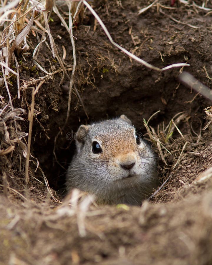 Uinta Ground Squirrel Urocitellus Armatus Stock Photo - Image of mammal ...