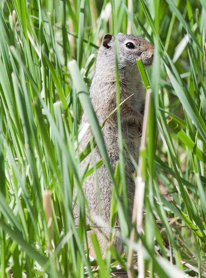 Uinta Ground Squirrel in Grass Stock Image - Image of peering, eyes ...