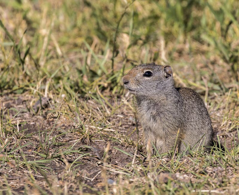 Uinta Ground Squirrel Urocitellus Armatus Stock Photo - Image of mammal ...