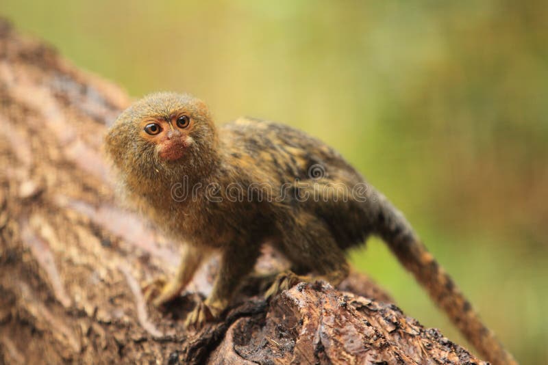 11,625 Toporagno Pigmeo Foto stock - Foto stock gratuite e royalty free ...