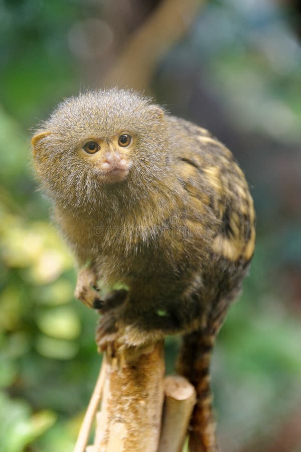 Marmoset pigmeo immagine stock. Immagine di piccolo, africano - 6736427