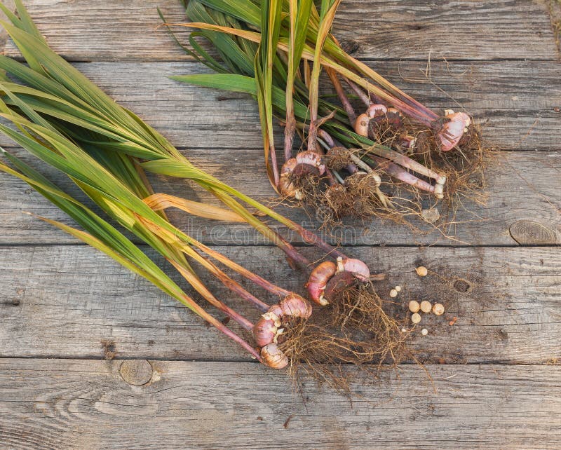 Uitgegraven De Bollen Van Gladiolen, Na Het Eind Van Het Het Groeien ...