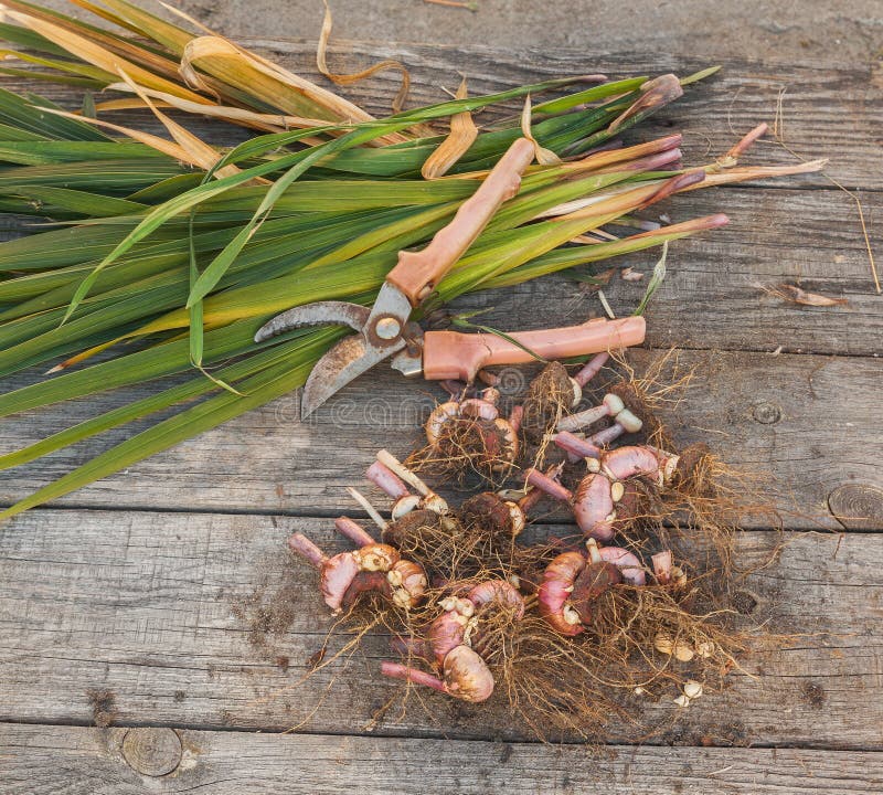 Uitgegraven De Bollen Van Gladiolen, Na Het Eind Van Het Het Groeien ...