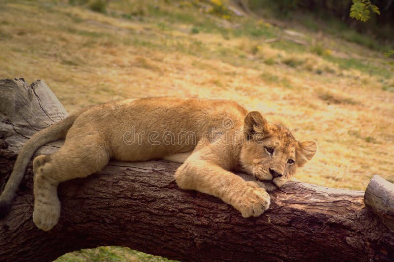 Uitgeput! stock foto. Image of roofdier, poema, leeuw - 5769708
