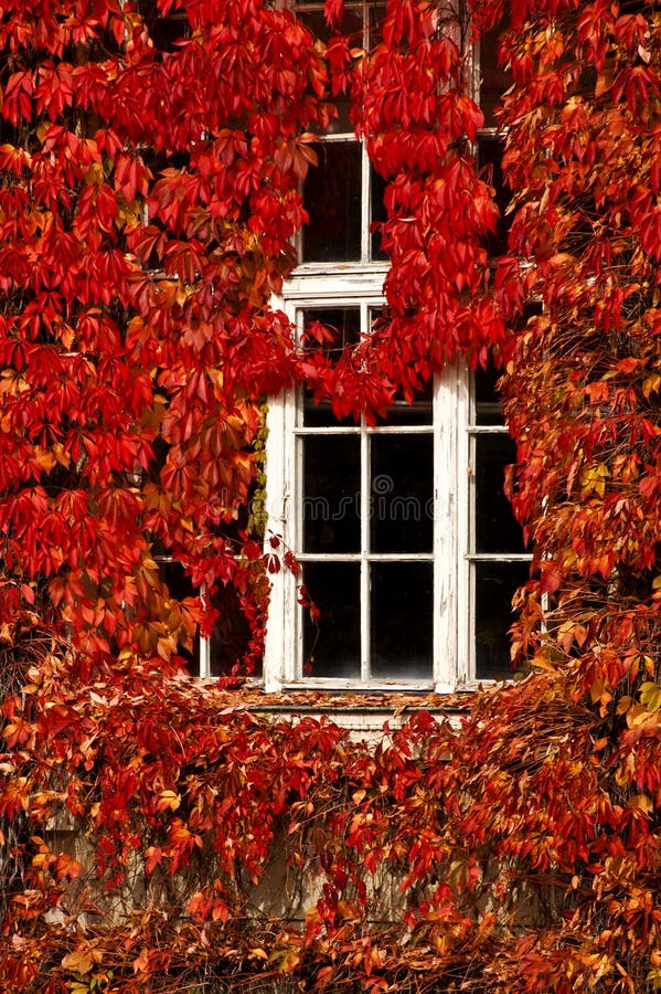 Het Rode Klimop Groeien Rond Overspannen Venster Stock Foto - Image of ...