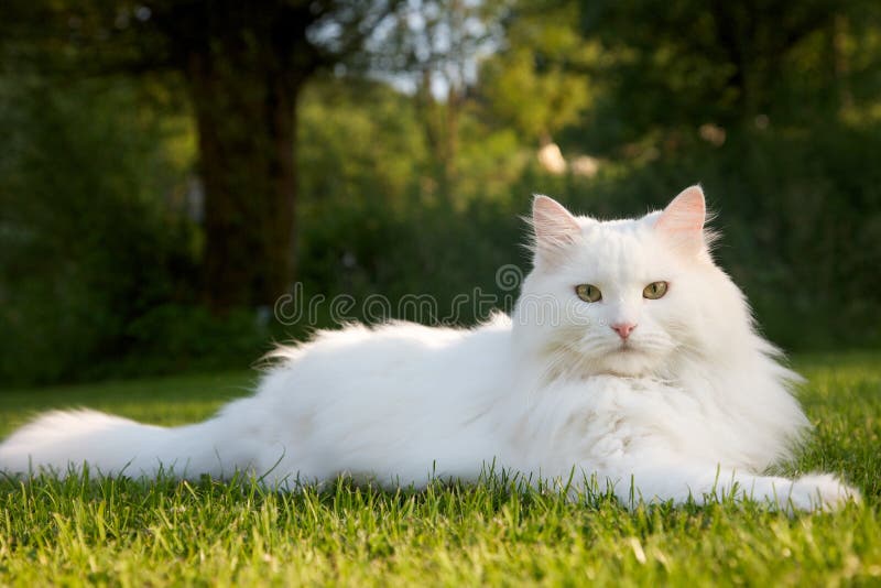 Uitstekende Grote Witte Kat Stock Foto - Image of wild, openlucht: 38688088