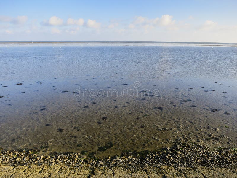 Waddenzee, Wadden Sea stock image. Image of weids, coast - 129046447