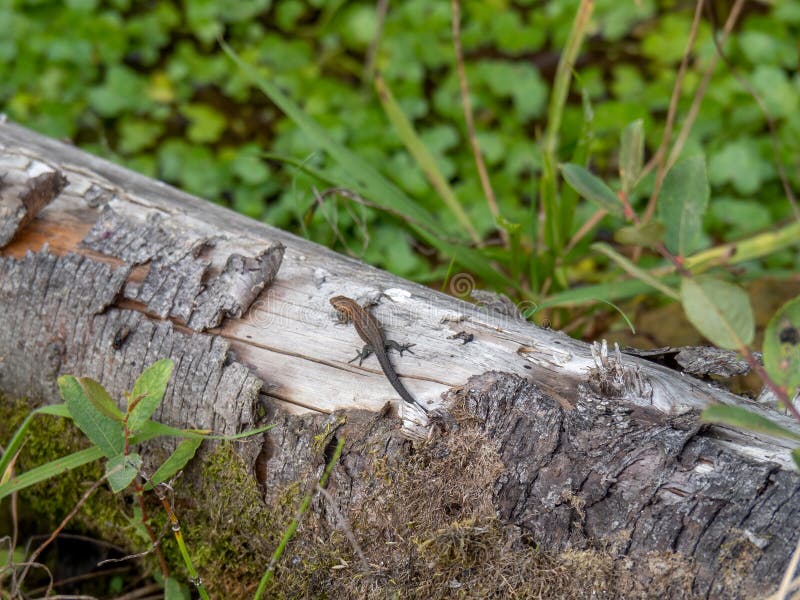 UK Common Lizard - Zootoca Vivipara, Basking in Sun on Log. Stock Photo ...