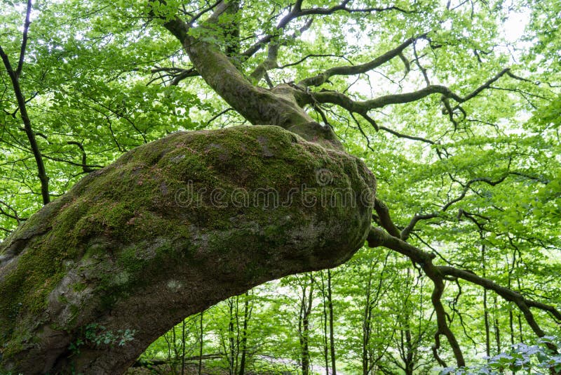 UK Cwmcarn Forest Crooked Tree Close Look Stock Image - Image of trunk ...