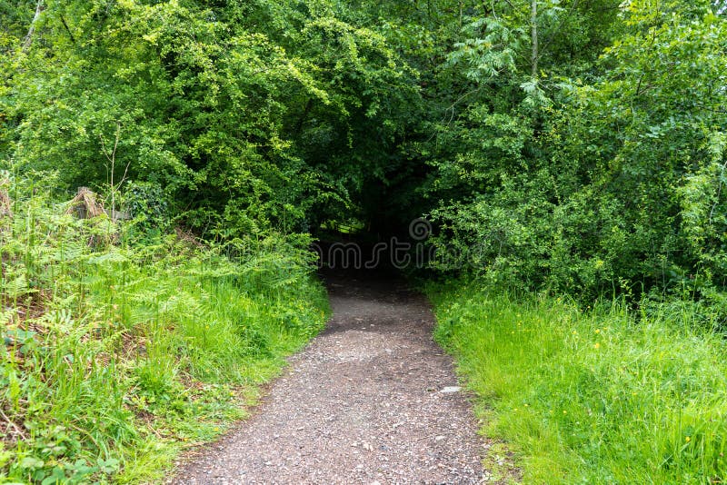 UK Cwmcarn Forest Green Path View Stock Photo - Image of tree, shrub ...