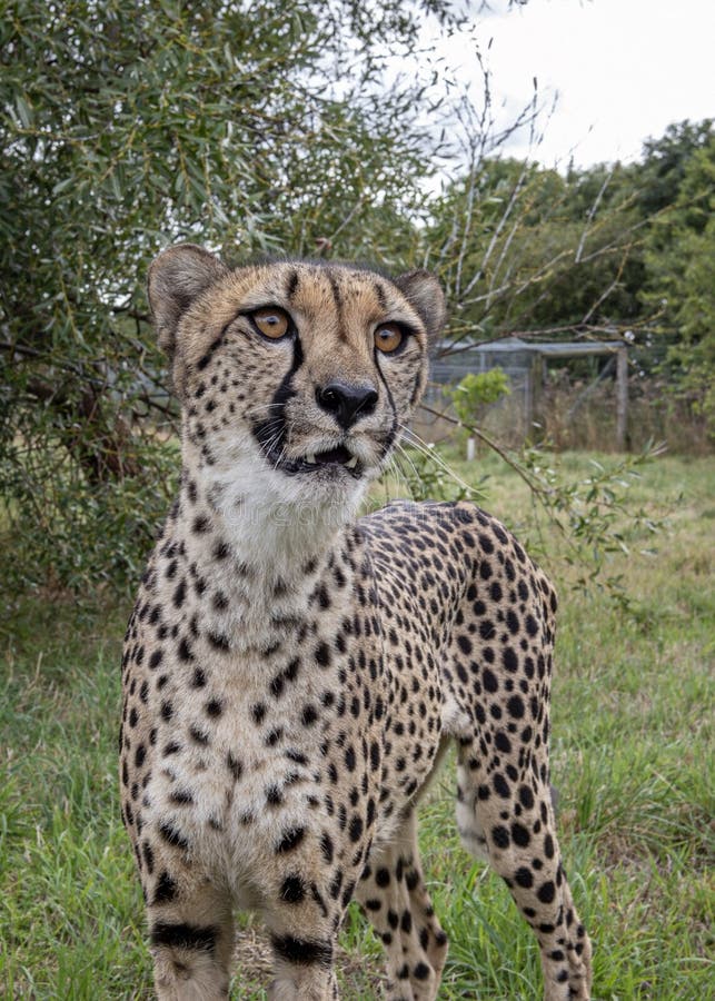 Cheetah in captivity stock image. Image of natural, mammal - 127735583