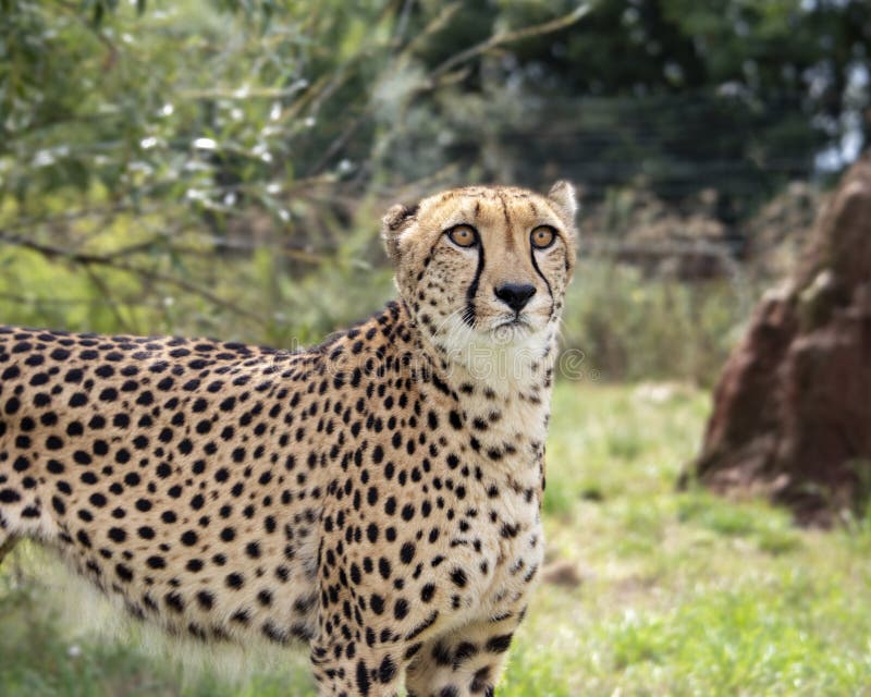 Cheetah in Captivity, Standing Stock Photo - Image of animal, captivity ...