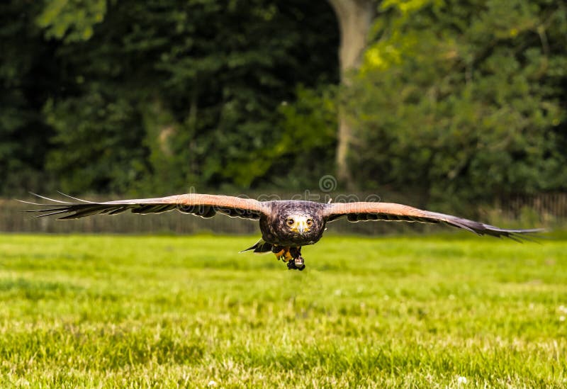 UK - Harris Hawk in Flight at Low Level Stock Image - Image of europe ...