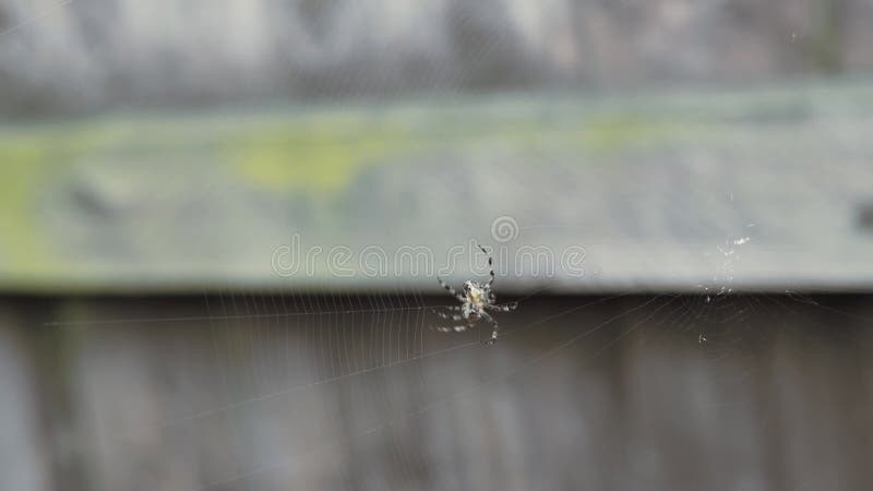 Spider Web Orb Weaving Time Lapse Night Insect Silk Spiderweb Building ...