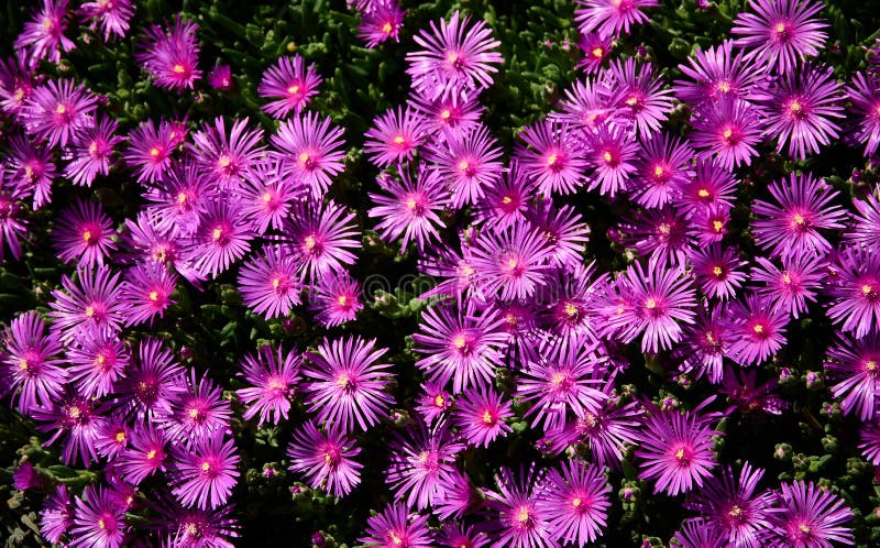 UK - Spring Flowers - Asters Stock Photo - Image of michealmas, gardens ...