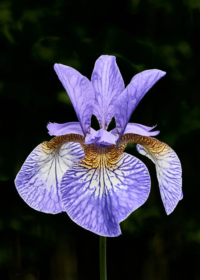 UK - Spring Flowers - Iris Sibirica Stock Photo - Image of europe, iris ...
