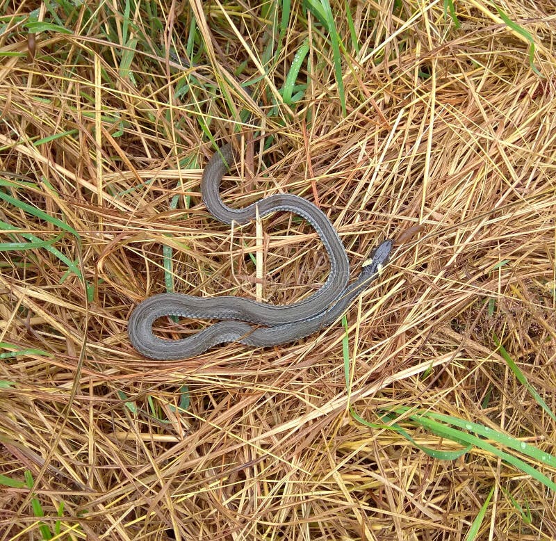 Ukraine, Carpathians, a Grass Snakes (natrix Natrix) in the Grass on a ...