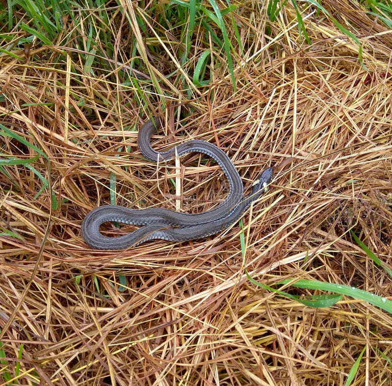 Ukraine, Carpathians, a Grass Snakes (natrix Natrix) in the Grass on a ...