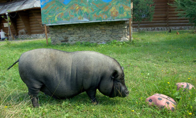 Ukraine, Carpathians, Small Black Wild Pig on a Walk Stock Photo ...