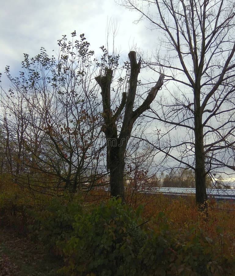 Ukraine, Dolyna, Gas Processing Plant, Lonely Tree with Cut Branches ...