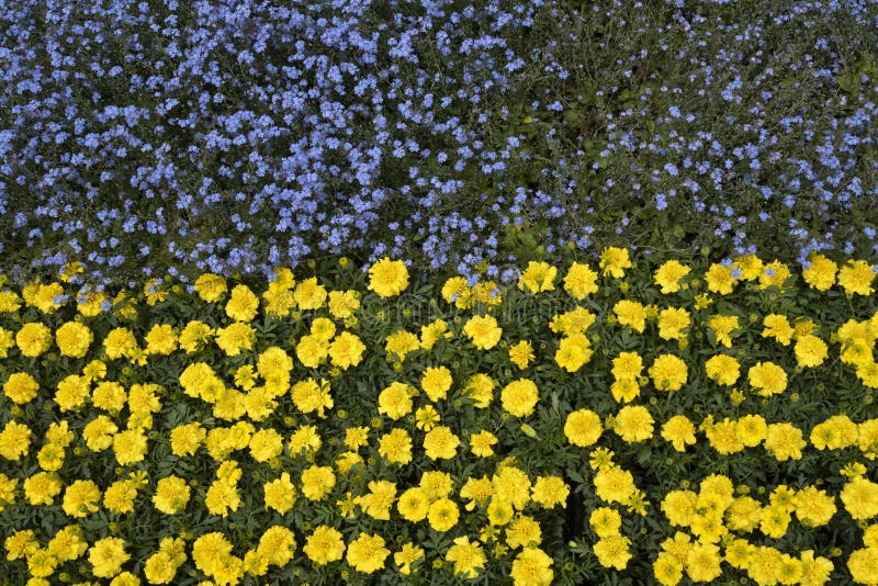 Ukraine Flag Made of Flowers Stock Image - Image of state, bouquet ...