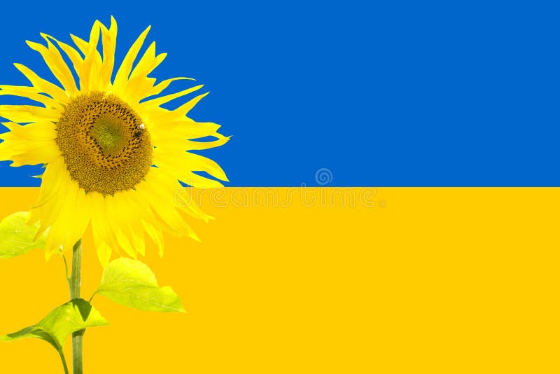Ukraine flag and sunflower stock illustration. Illustration of ...
