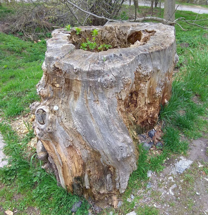 Ukraine, Khmilnyk Palace of Count Ksido Old Stump Stock Image - Image ...