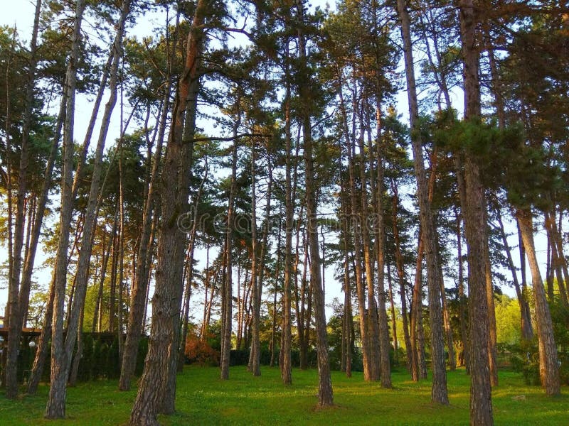 Ukraine, Khmilnyk, Sanatorium Khmilnyk, Pine Forest and Arbor on the ...
