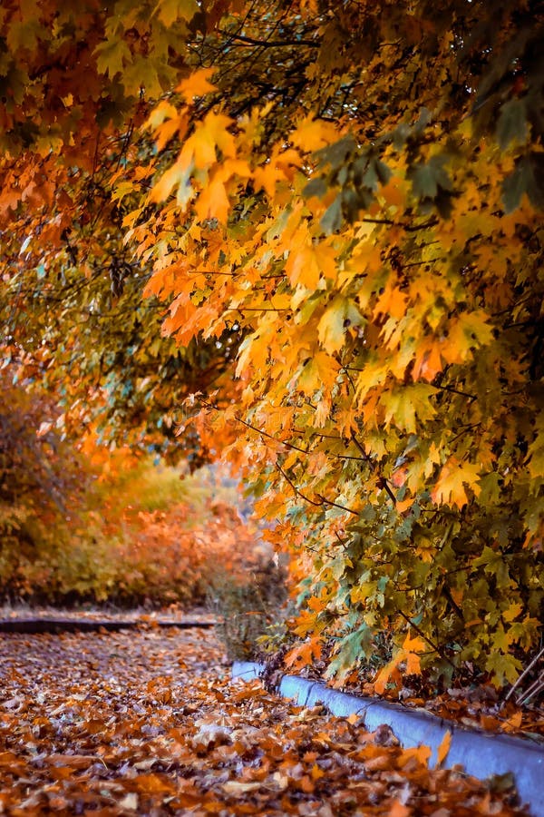 Ukraine, Kyiv stock image. Image of trees, travel, garden - 46158623