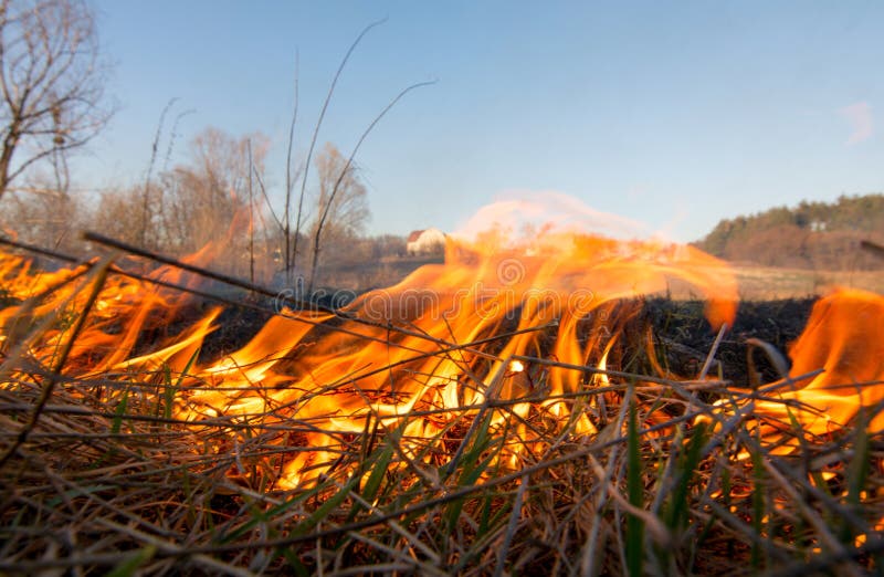 Ukraine Massive Fire in Forest, Dry Grass Lanes and Forest in Fire ...