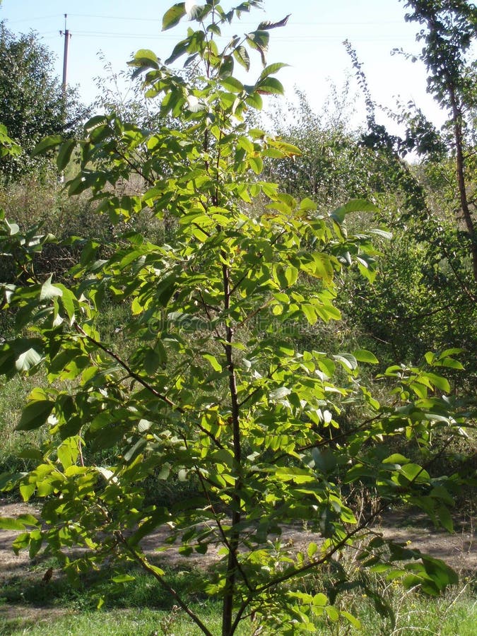 Ukraine, spring, trees stock photo. Image of ukraine - 104136442