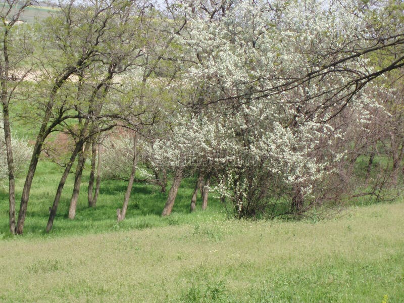 Ukraine, spring, trees stock image. Image of prairie - 104136419