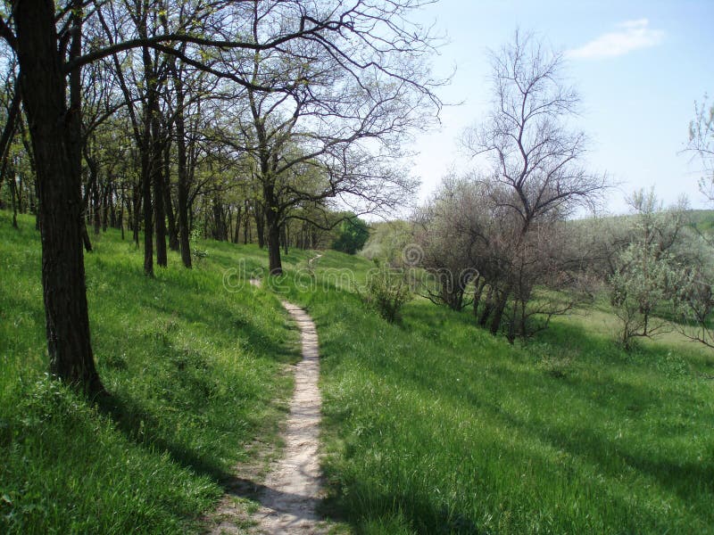 Ukraine, spring, trees stock photo. Image of ukraine - 104136442