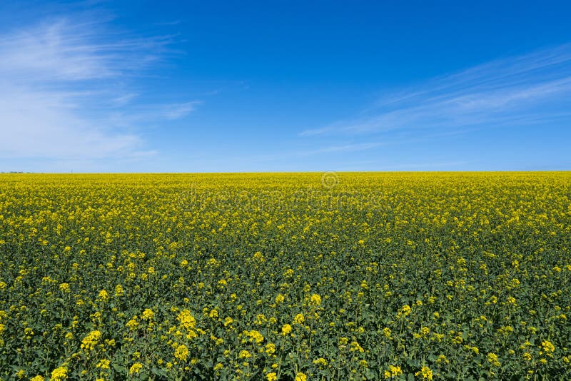 Ukraine. the yellow field stock photo. Image of earth - 255823472