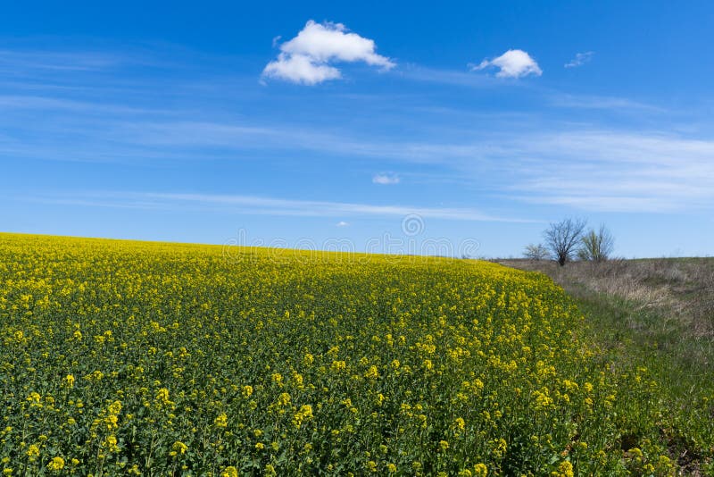 Ukraine. the yellow field stock image. Image of blue - 255823475
