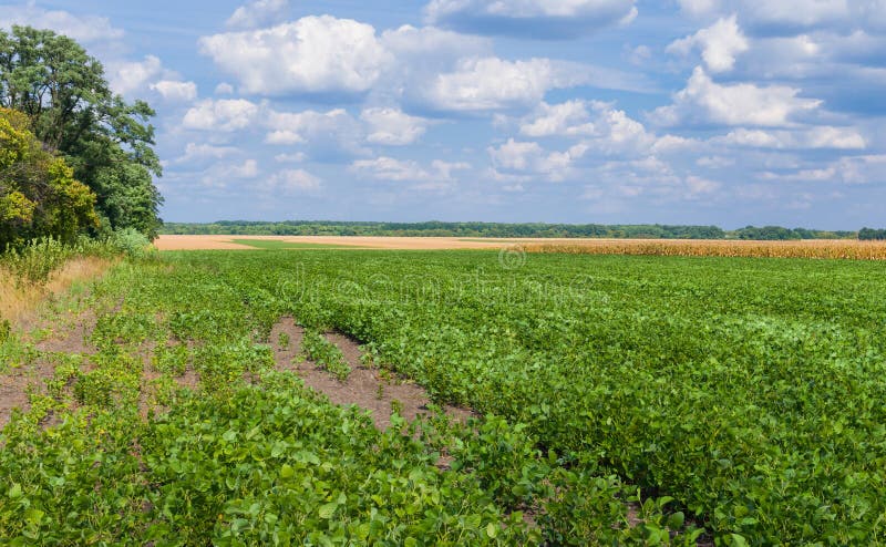 Ukrainian Agricultural Landscape with Ripe Sunflower Field Stock Photo ...