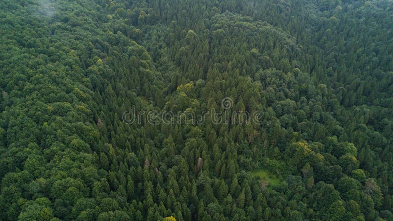 Ukrainian Carpathian Mountain Forest from Above Aerial View Stock Image ...