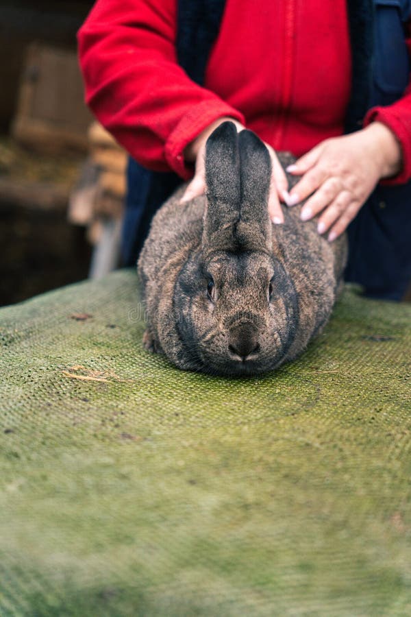 479 Ukrainian Rabbit Stock Photos - Free & Royalty-Free Stock Photos ...