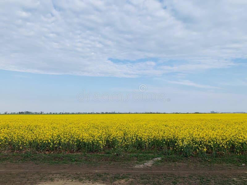 Ukrainian field_v1 stock photo. Image of idyllic, colorful - 50079608