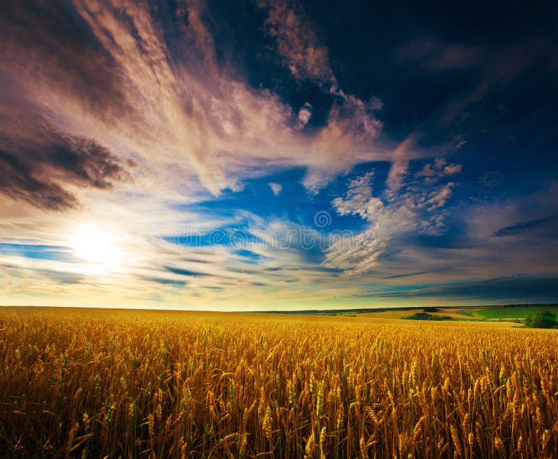 Ukrainian Field of Wheat on the Blue Sky Stock Image - Image of sunrise ...
