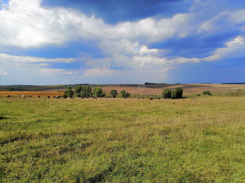 Ukrainian Fields are Cultivated by a Tractor, the Field is Cultivated ...