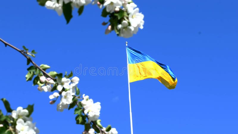 Ukrainian Flag stock video. Video of national, ukraine - 382395617