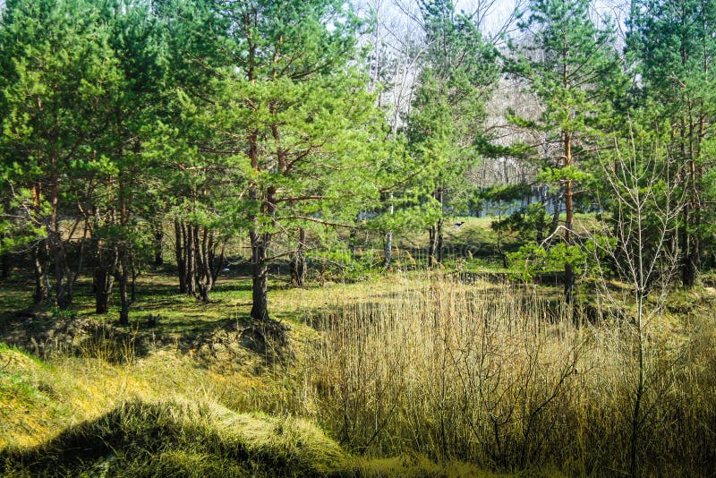 Ukrainian forest stock image. Image of feature, brunch - 90864287