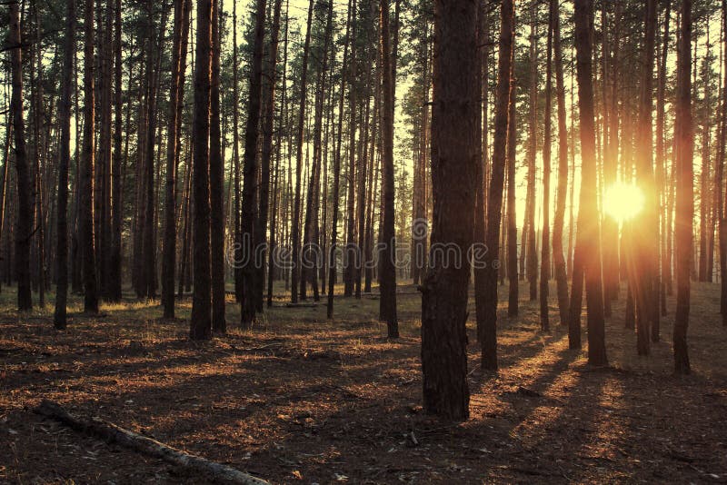 Ukrainian forest stock photo. Image of forest, landscape - 44168358