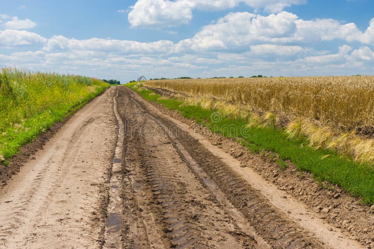 Ukrainian Landscape with Corn Fields and Road Stock Image - Image of ...