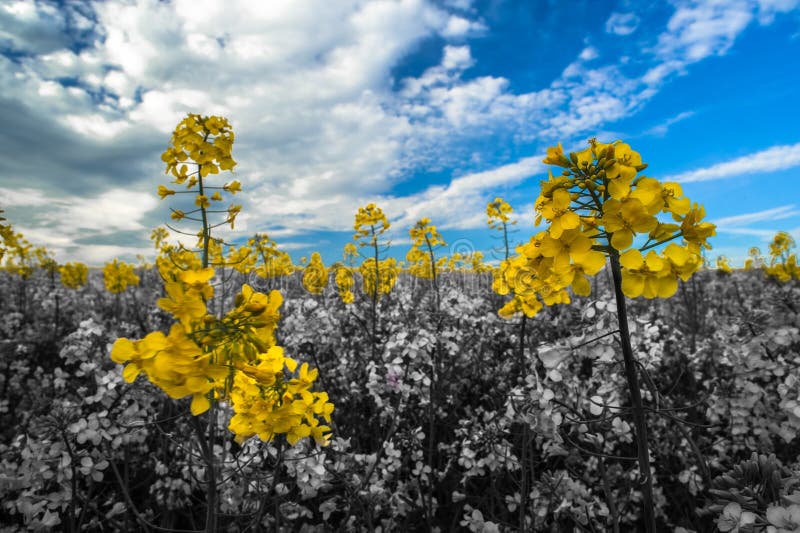 Spring stock image. Image of ukraine, flowers, rapeseed - 40695929