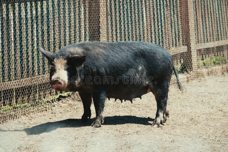 Ukrainian Steppe Pock-marked Breed of Pigs Stock Image - Image of white ...