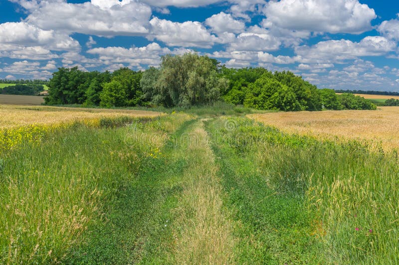 Summer Landscape Wheat Field Ukrainian Stock Images - Download 418 ...