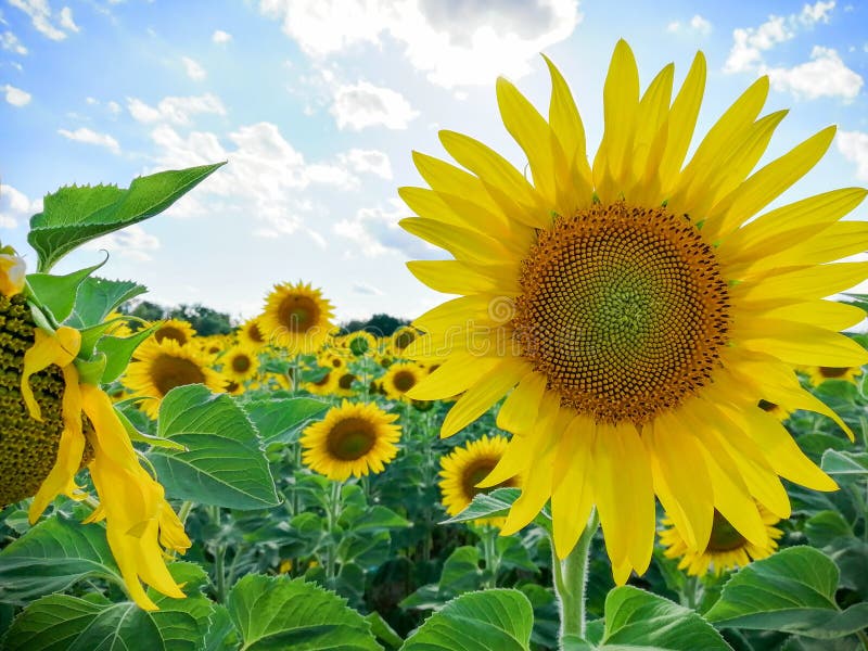 Ukrainian Sunflowers in the Fields Stock Photo - Image of ecology ...