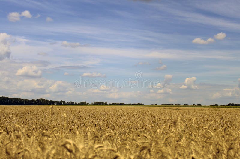 Ukrainian wheat field stock photo. Image of morning - 252875120
